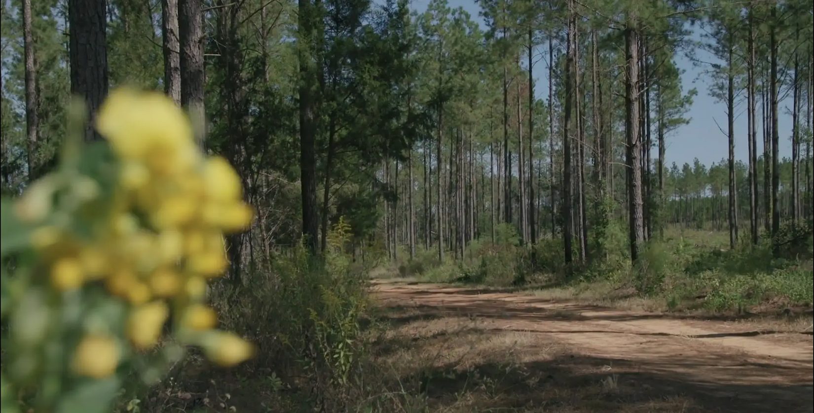 REX Lumber Company / American Forestry Conference